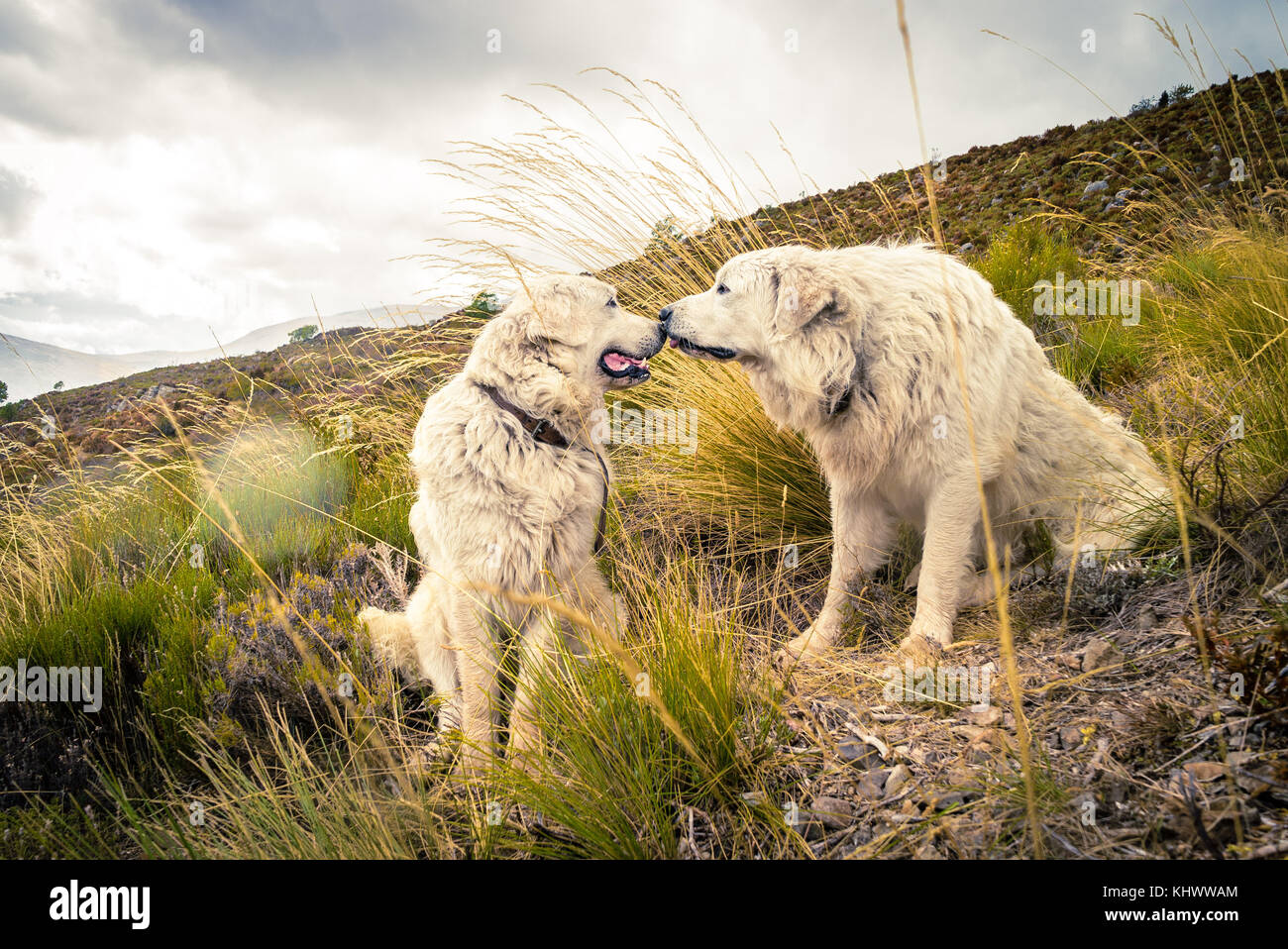 Two Great Pyrenees dogs kissing in the mountains Stock Photo - Alamy