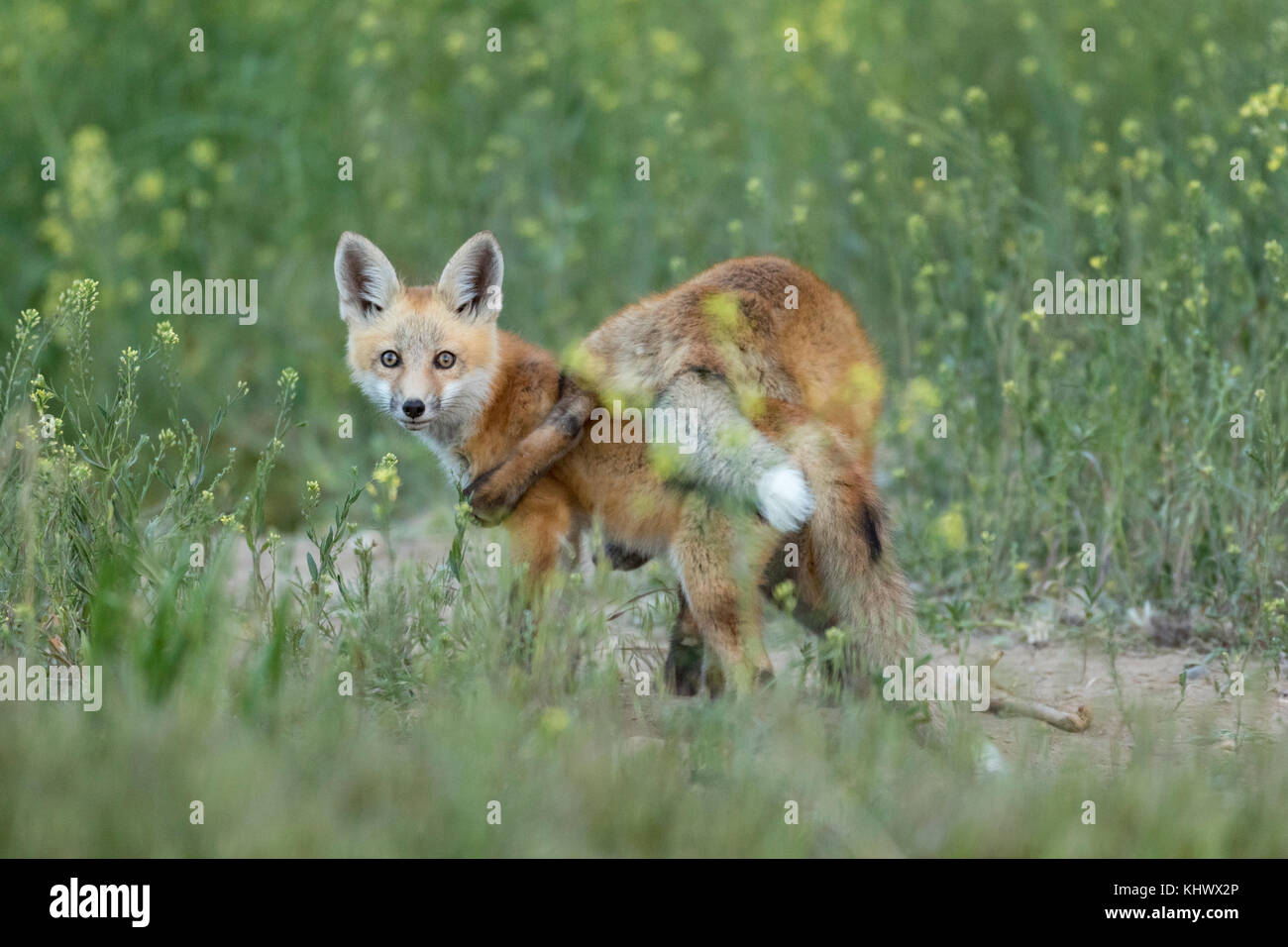 Red fox pups playing in the Bighorn Basin of Wyoming Stock Photo - Alamy