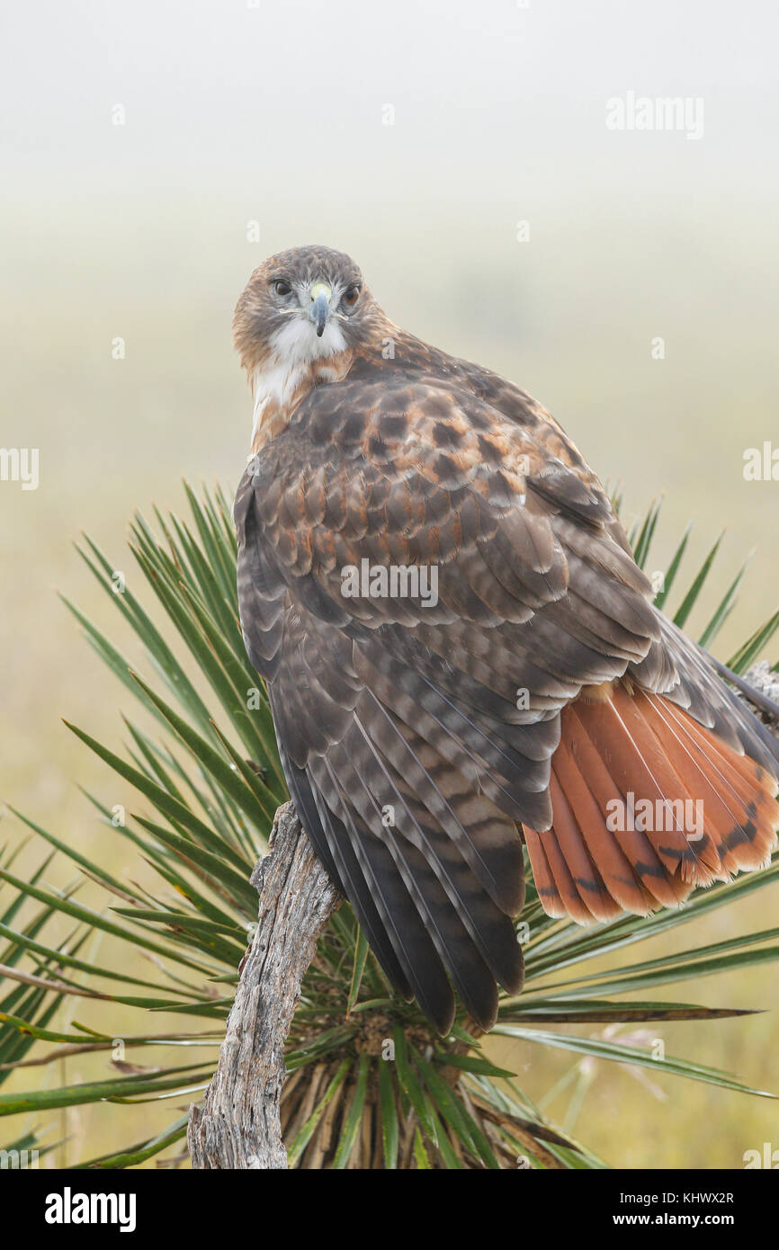 Red tailed hawk perched hi-res stock photography and images - Alamy