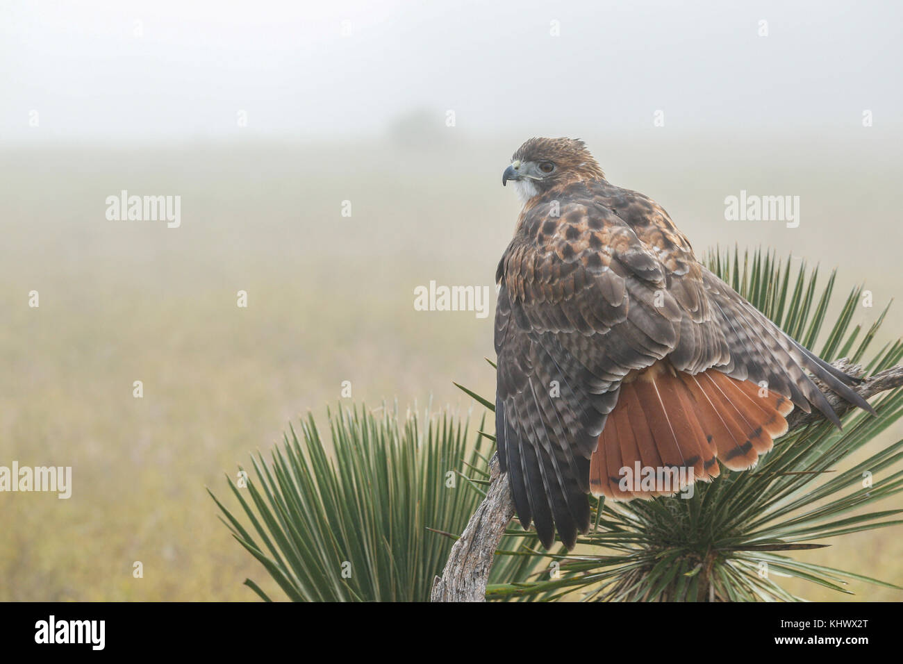 Red tailed hawk perched hi-res stock photography and images - Alamy