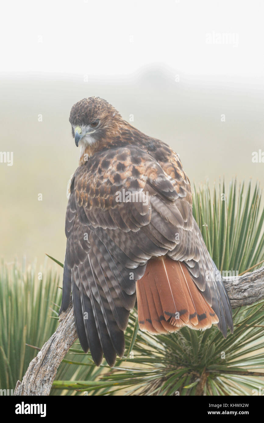 Red tailed hawk perched hi-res stock photography and images - Alamy
