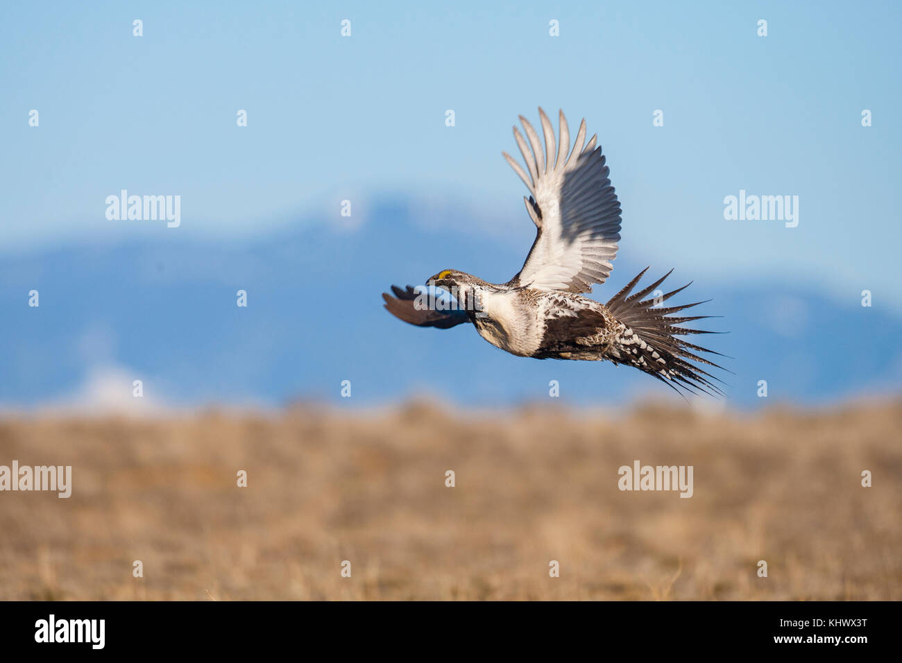 Grouse flight hi-res stock photography and images - Alamy