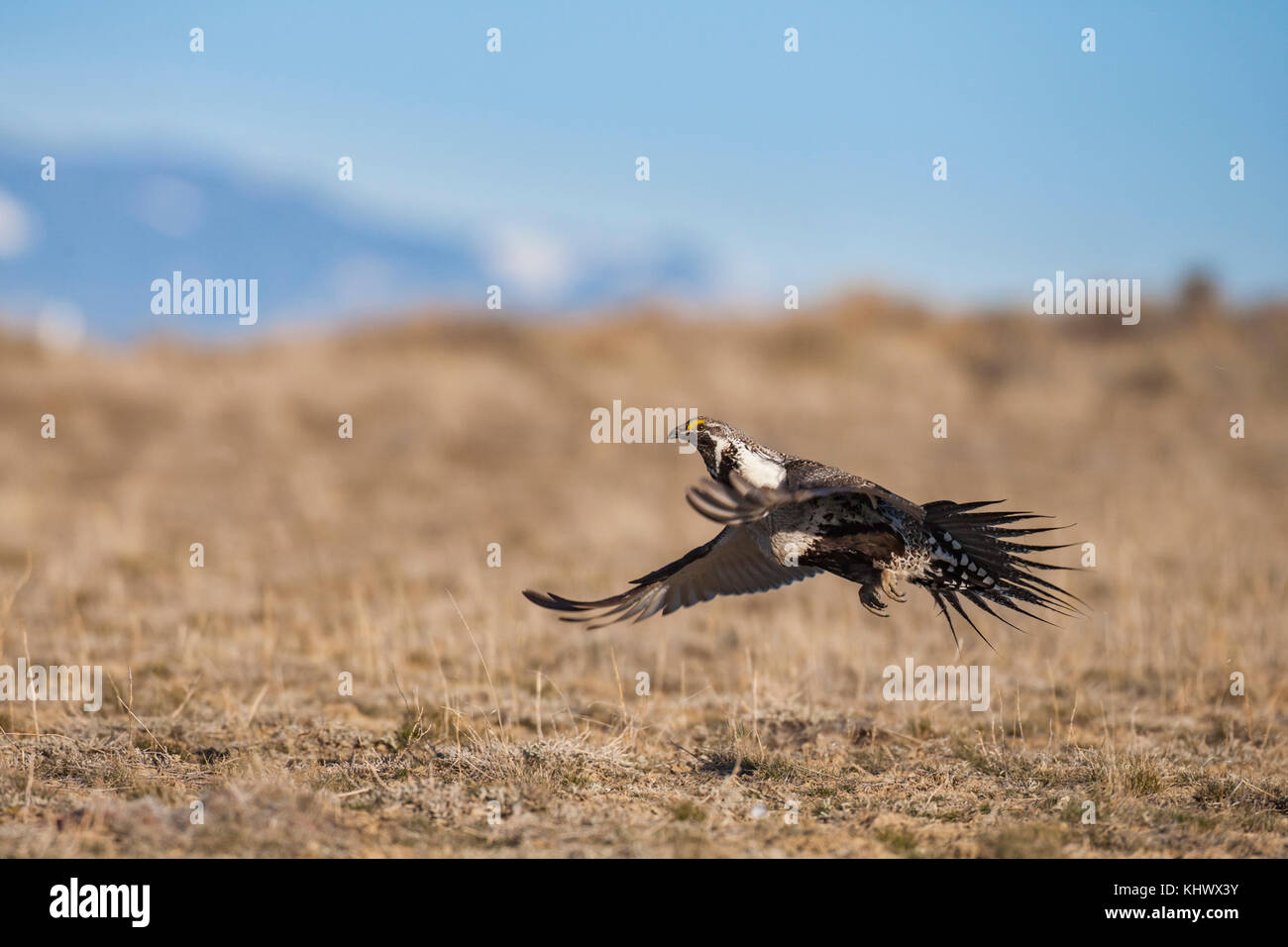 Male greater sage grouse hi-res stock photography and images - Alamy