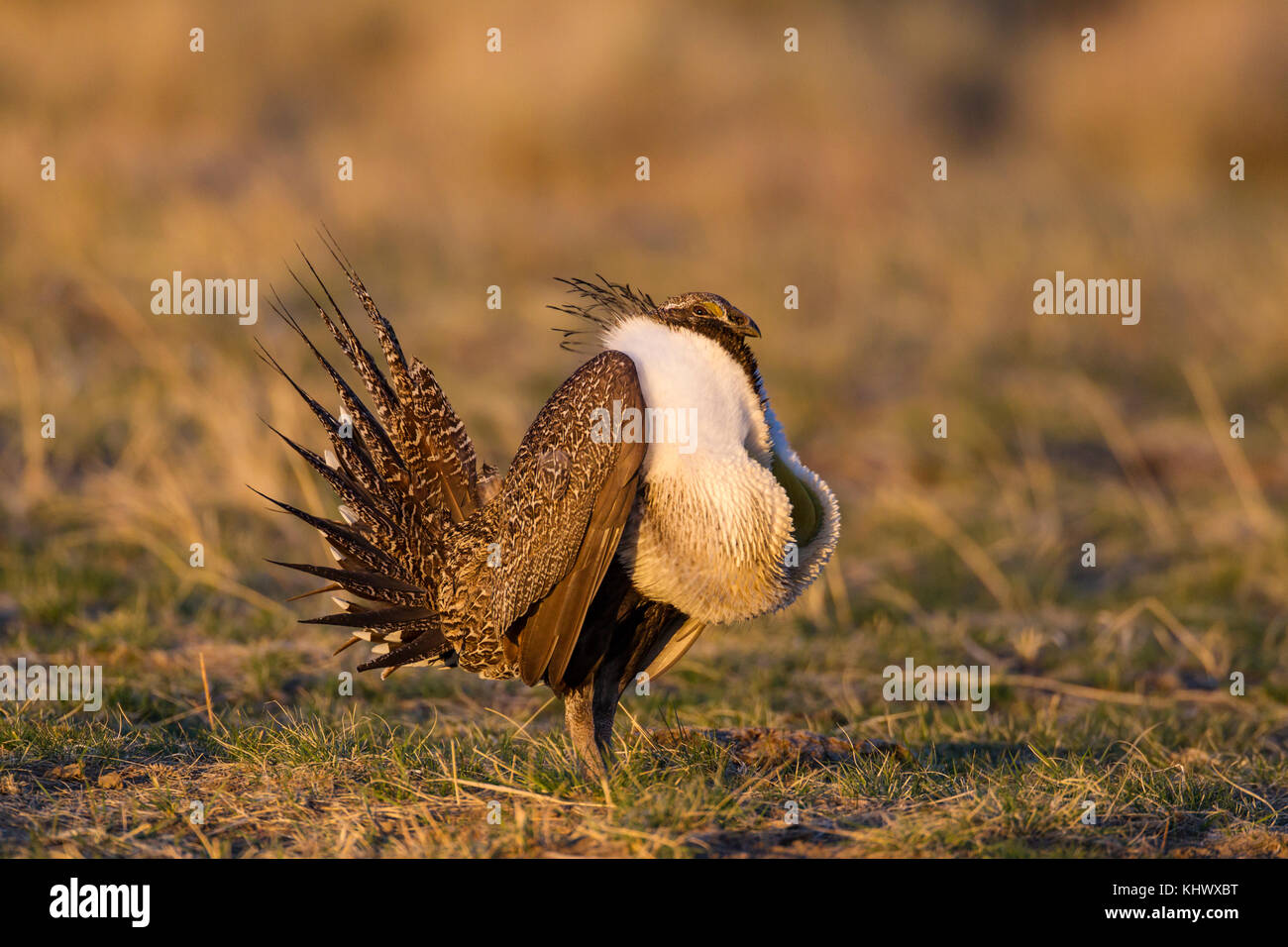 Sage grouse bird species hi-res stock photography and images - Alamy