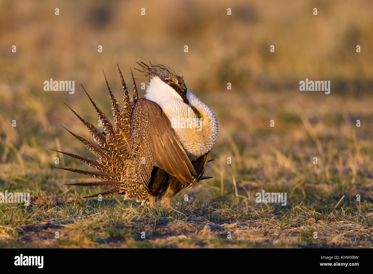 Sage grouse bird species hi-res stock photography and images - Alamy