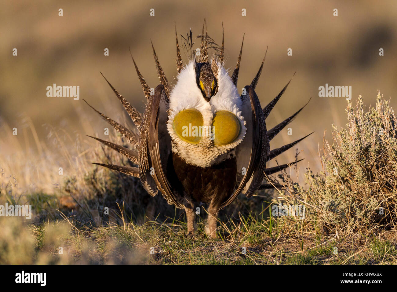 Greater sage grouse wyoming hi-res stock photography and images - Alamy