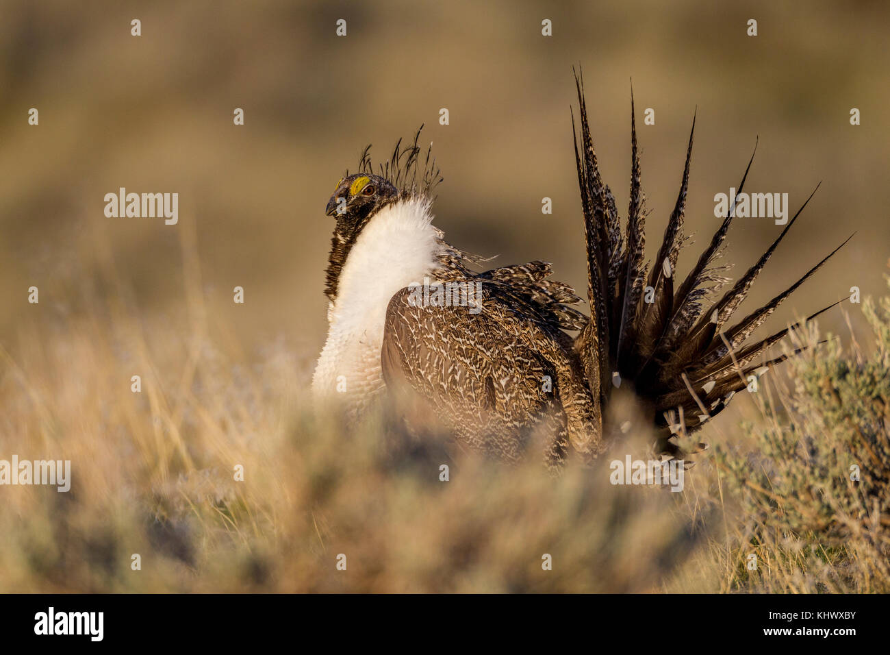 Sage grouse bird species hi-res stock photography and images - Alamy