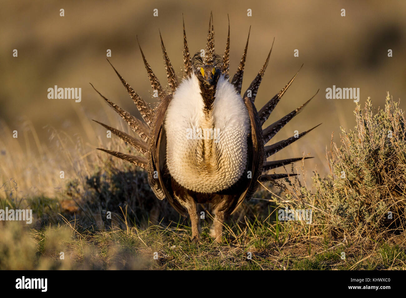 Threatened Grouse Species High Resolution Stock Photography and Images ...