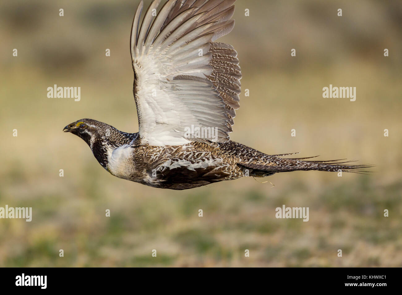 Flying grouse hi-res stock photography and images - Alamy