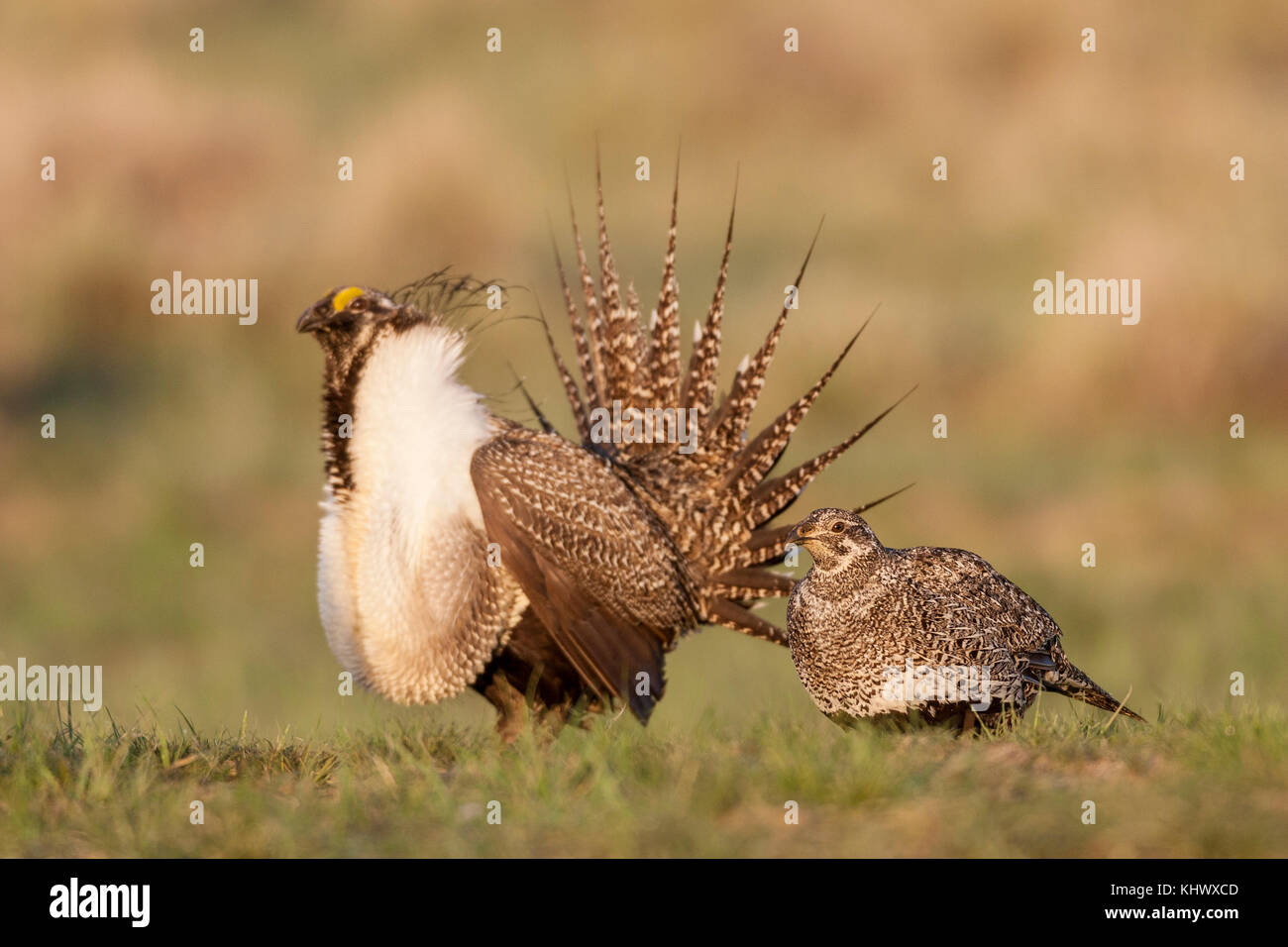 Sage hen spring hi-res stock photography and images - Alamy