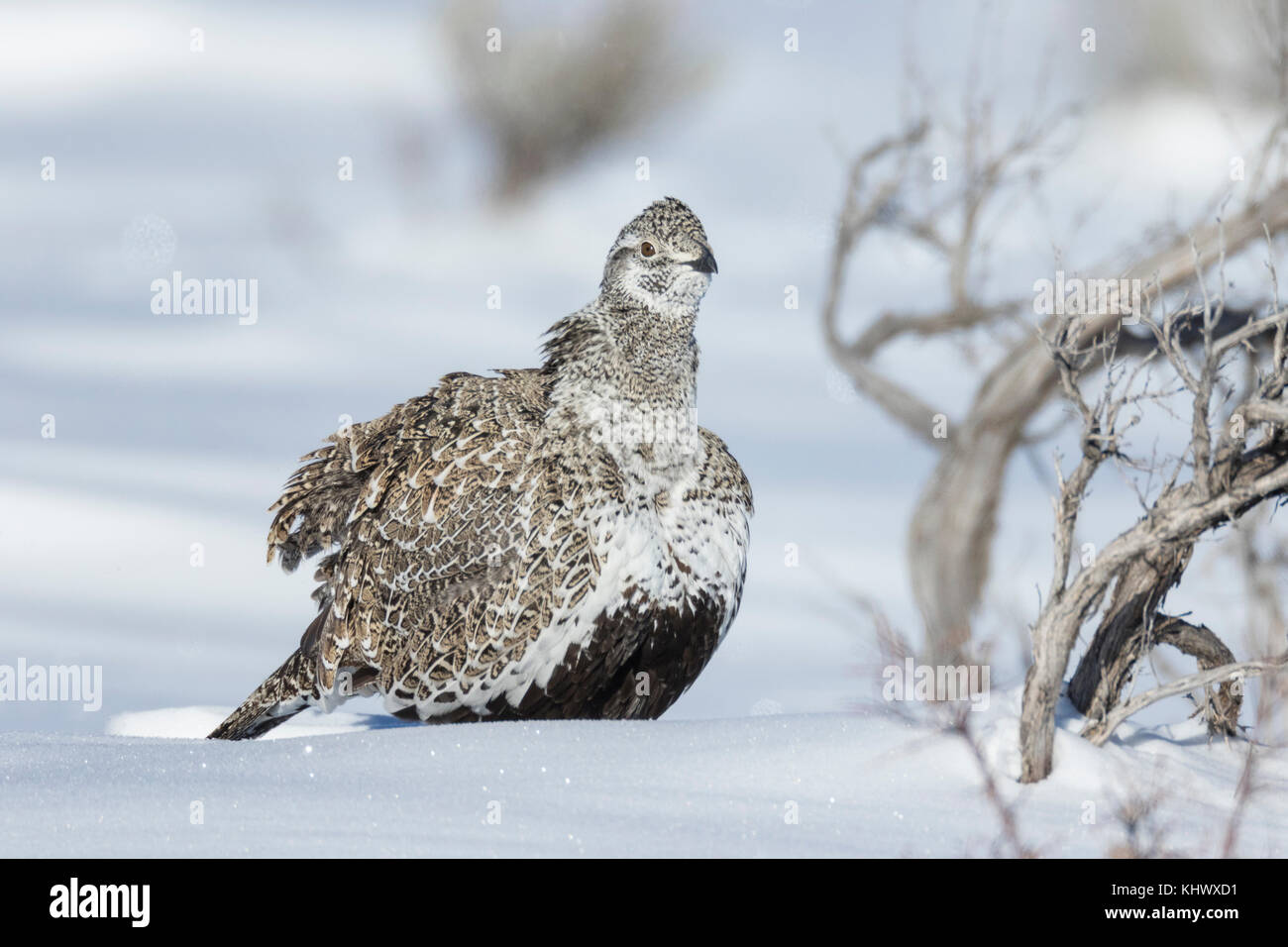 Sage grouse during winter in Wyoming Stock Photo - Alamy