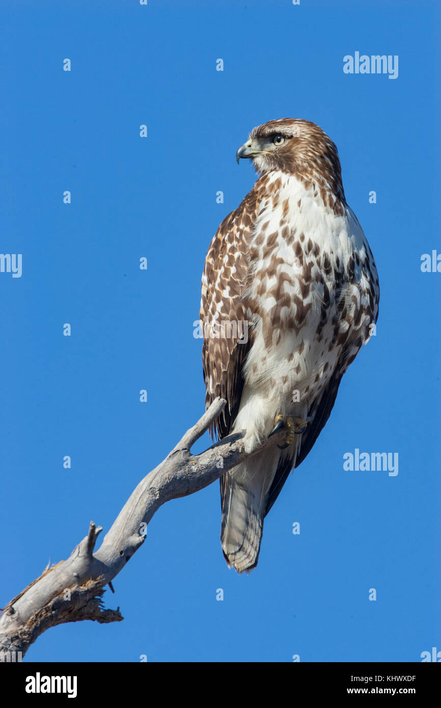 Red tail bird hi-res stock photography and images - Alamy
