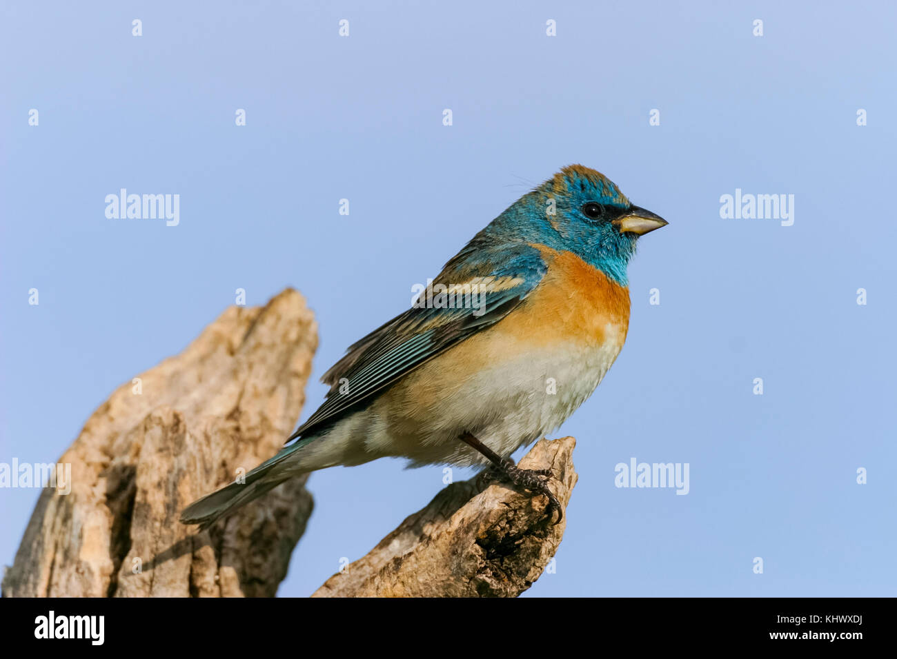 Male Lazuli Bunting On Territory Stock Photo Alamy