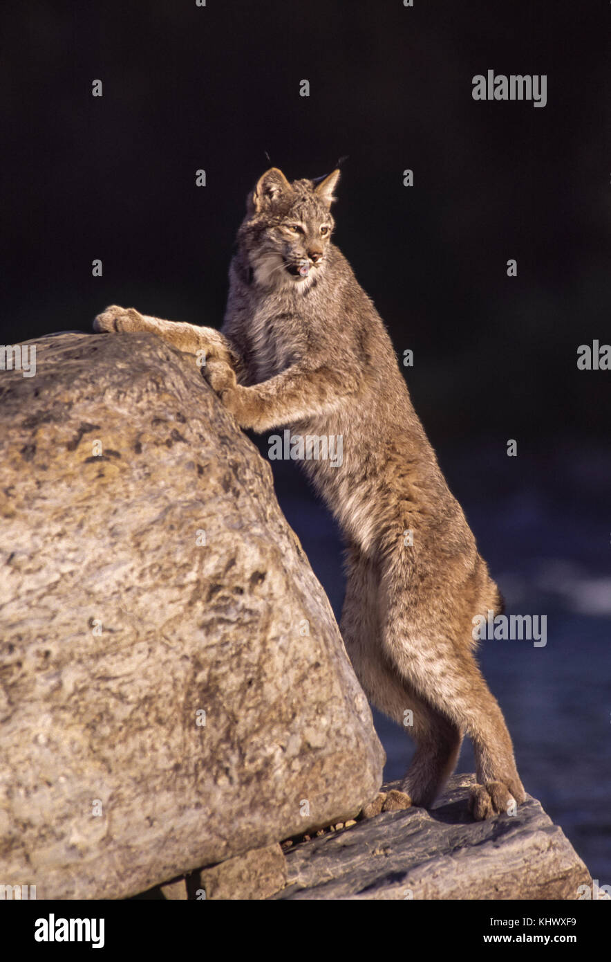 Canada lynx feet hi-res stock photography and images - Alamy