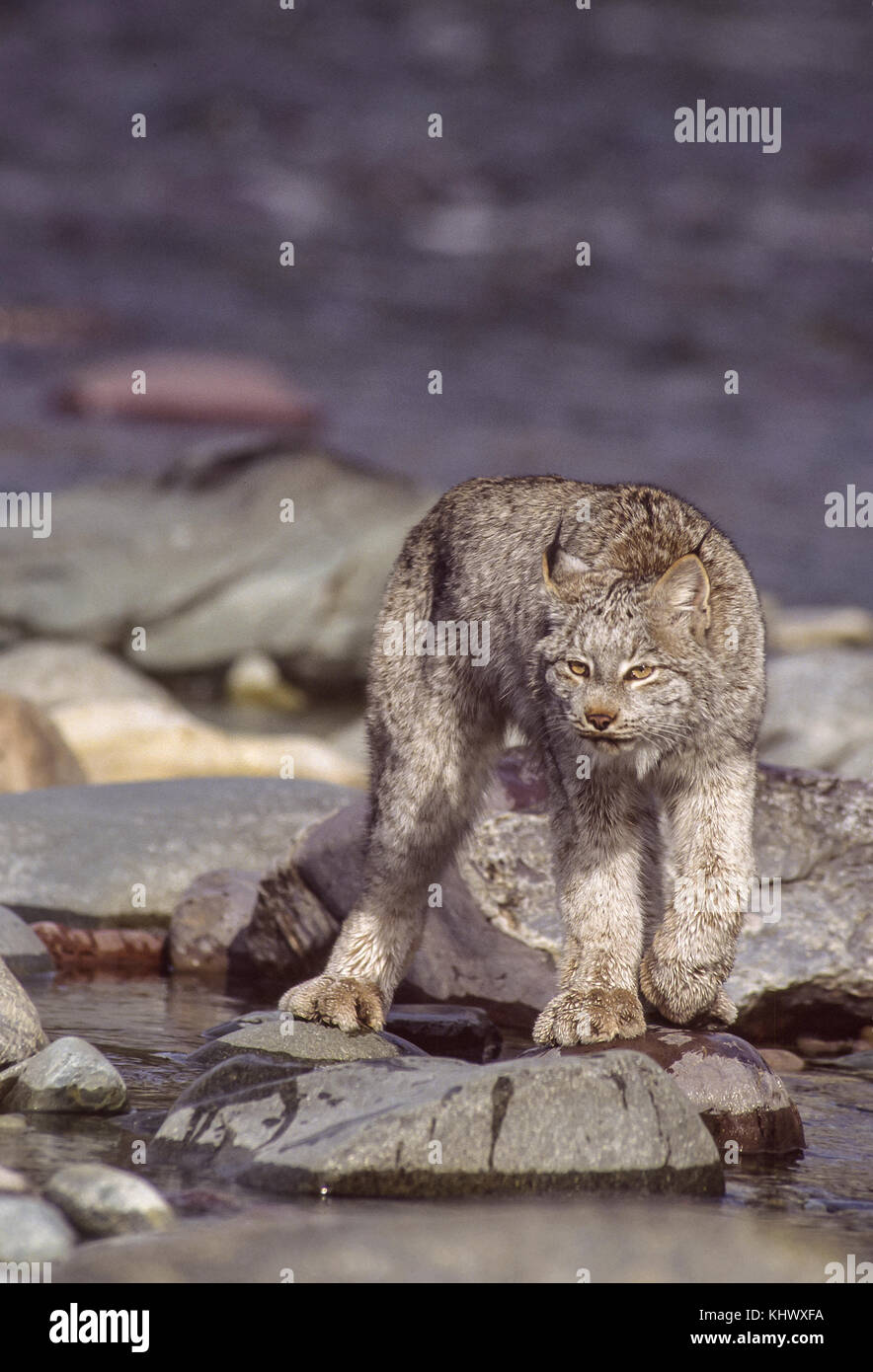 Canada lynx lynx canadensis kittens hi-res stock photography and images ...