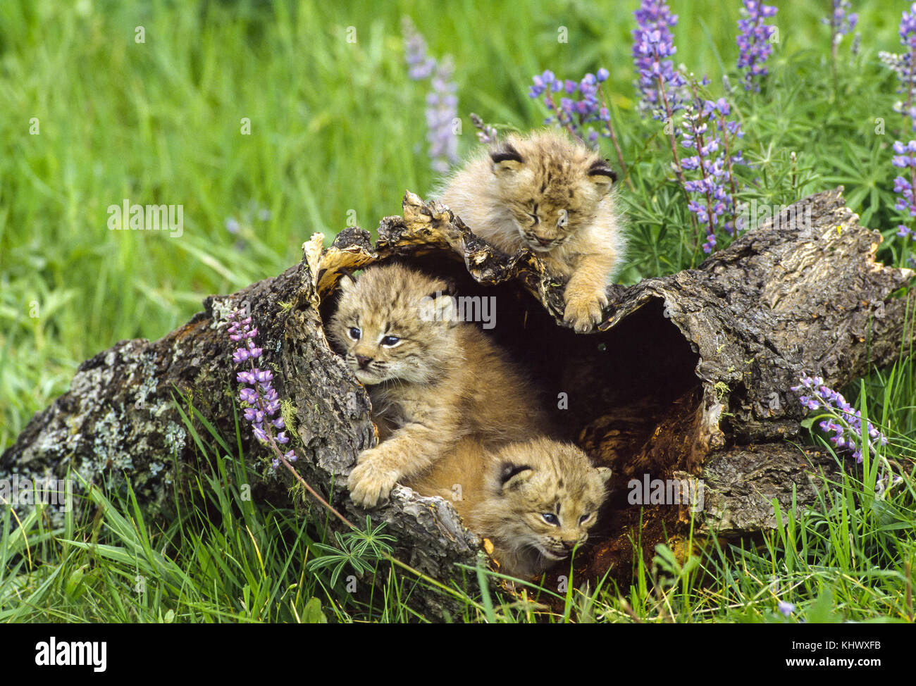 Canada lynx baby hi-res stock photography and images - Alamy