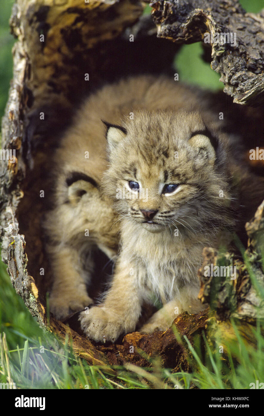 Lynx babies hi-res stock photography and images - Alamy