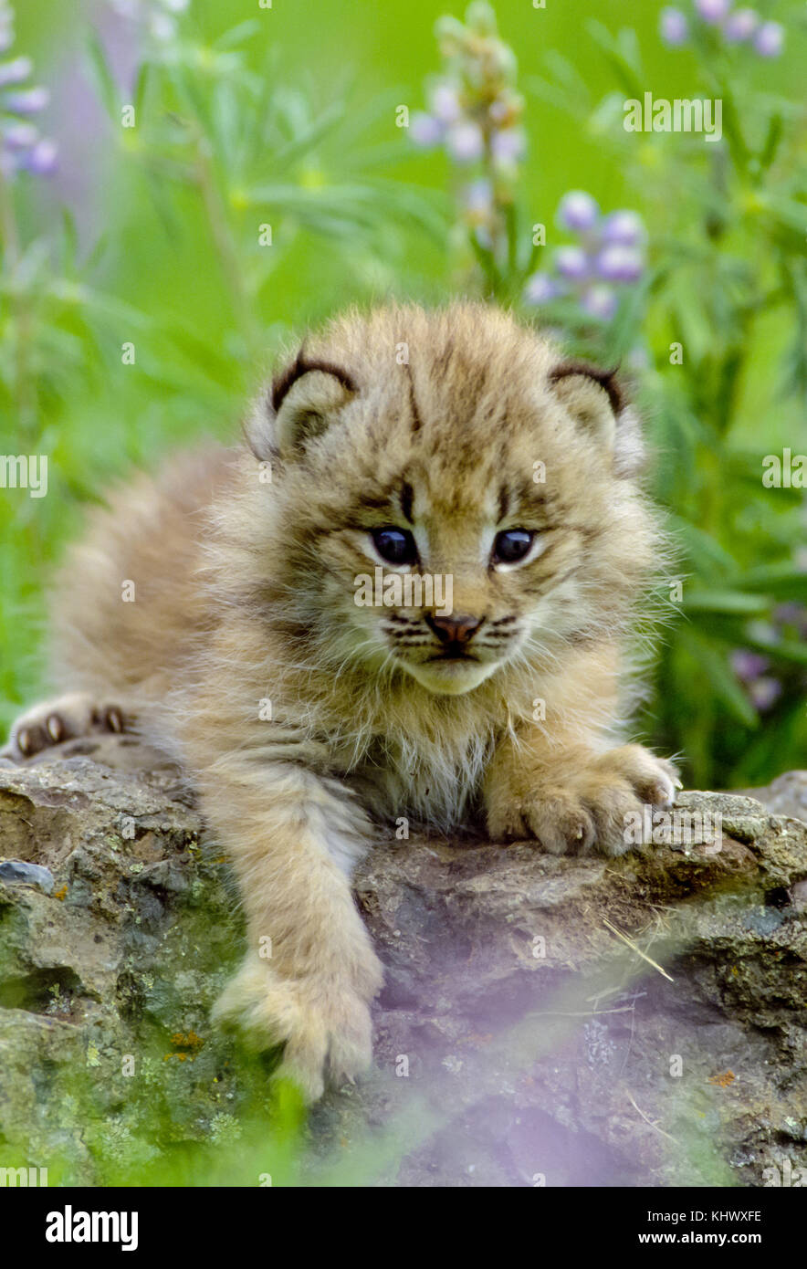 Canada lynx baby hi-res stock photography and images - Alamy