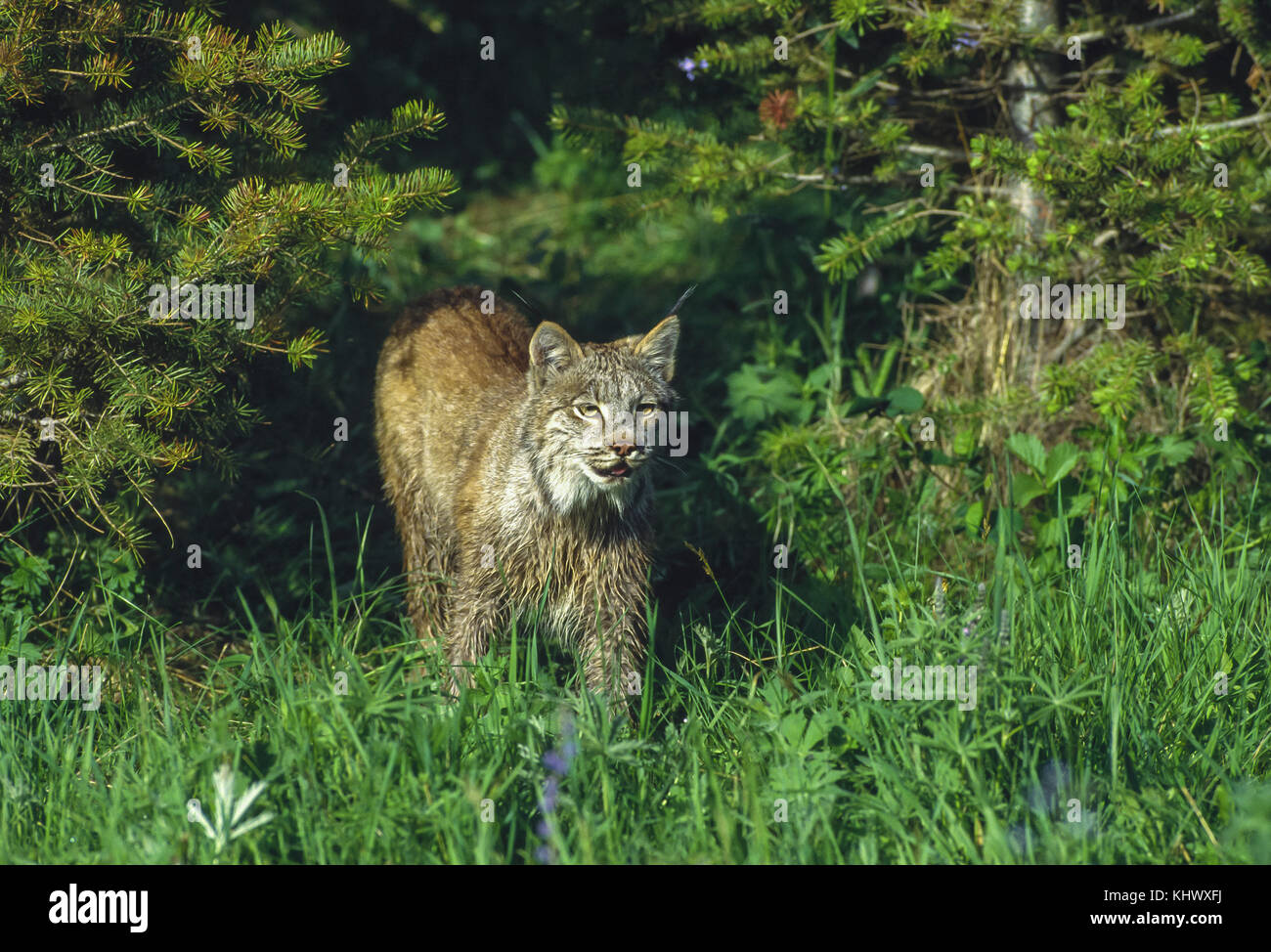 Canada lynx feet hi-res stock photography and images - Alamy