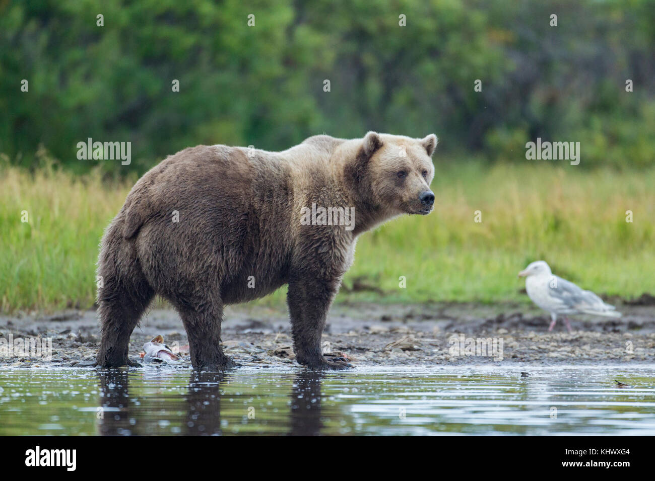 Alaskan brown bear boar in Katmai National Park Stock Photo - Alamy