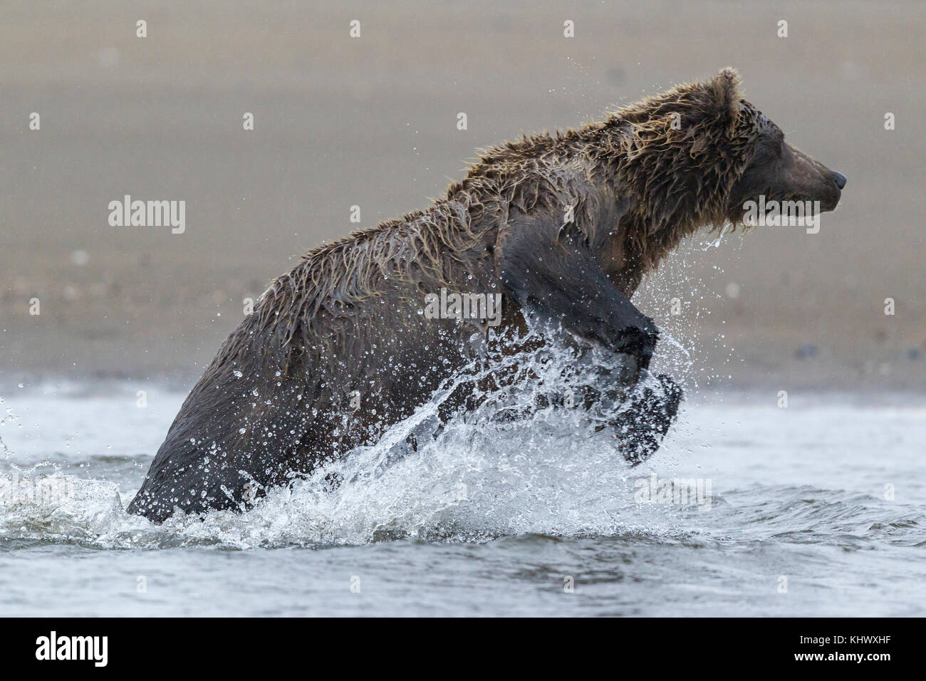 Alaskan brown bear chasing salmon hi-res stock photography and images ...
