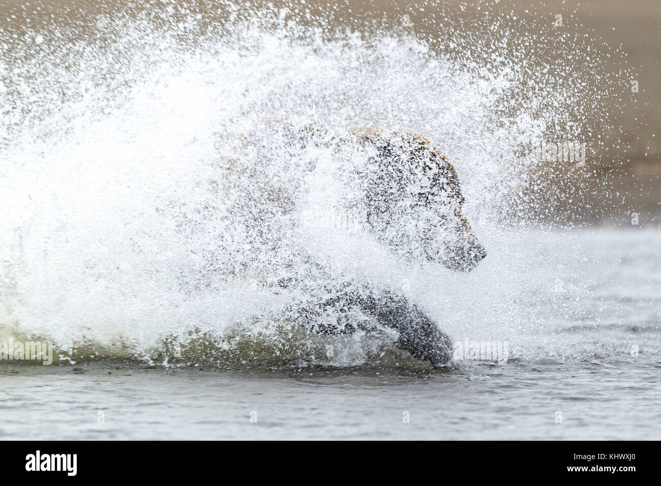 Alaskan brown bear chasing salmon hi-res stock photography and images ...