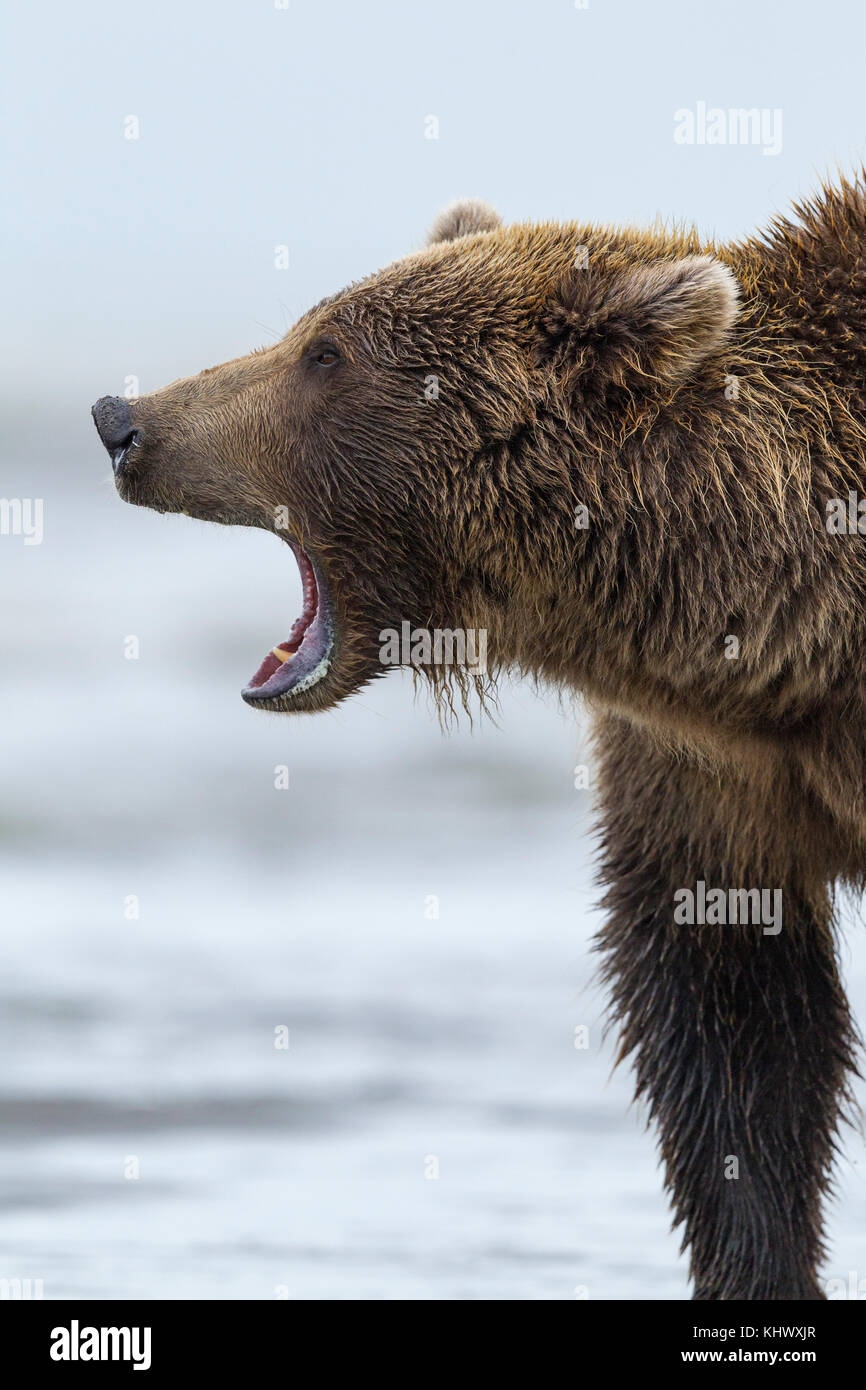 Alaskan brown bear Stock Photo - Alamy