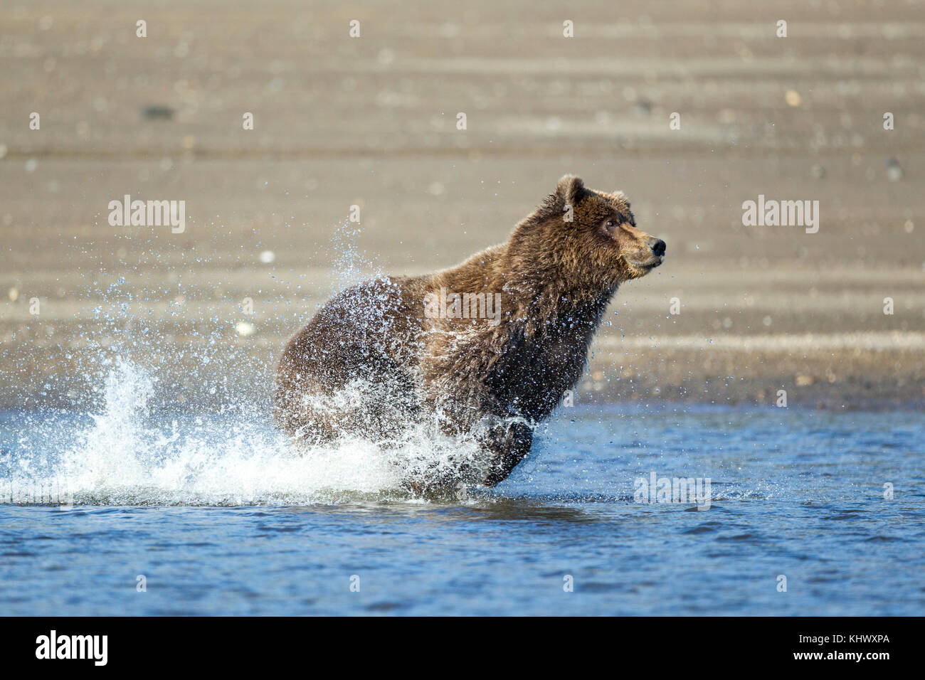 Alaskan brown bear chasing salmon hi-res stock photography and images ...