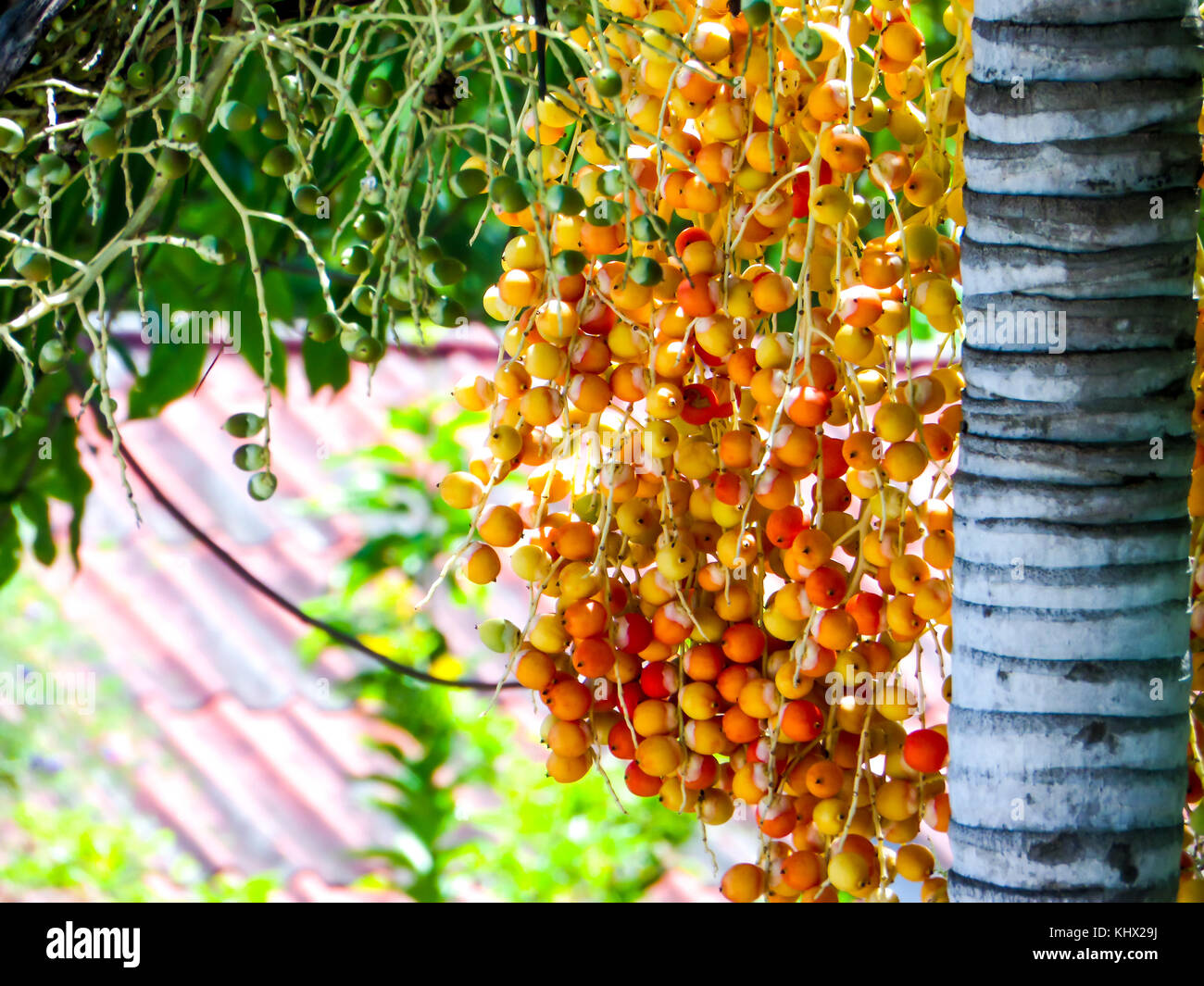 Red when ripe hi-res stock photography and images - Alamy