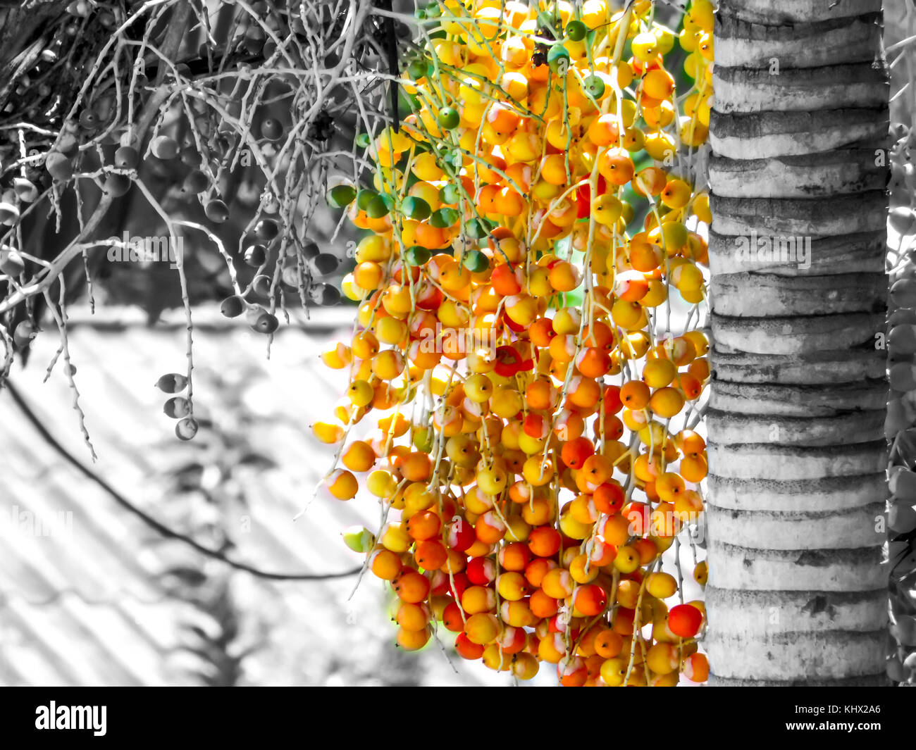 colorful of palm tree when ripe on tree body Stock Photo - Alamy