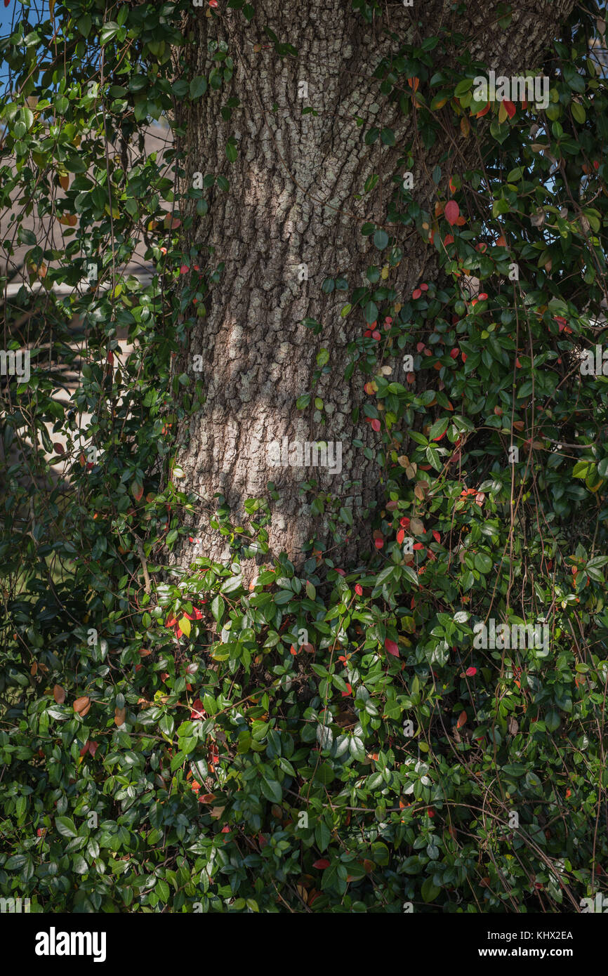 Oak Tree Trunk with vine Stock Photo - Alamy