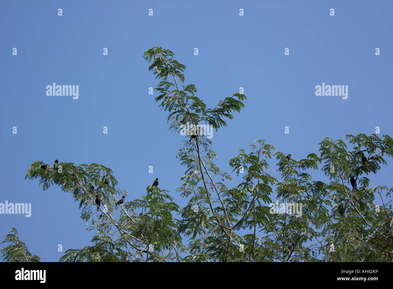 Two Common Myna bird on big tree Stock Photo - Alamy