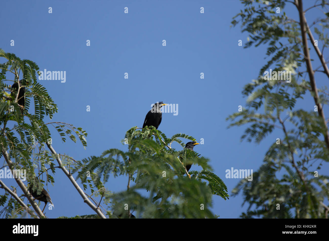 Two Common Myna bird on big tree Stock Photo - Alamy