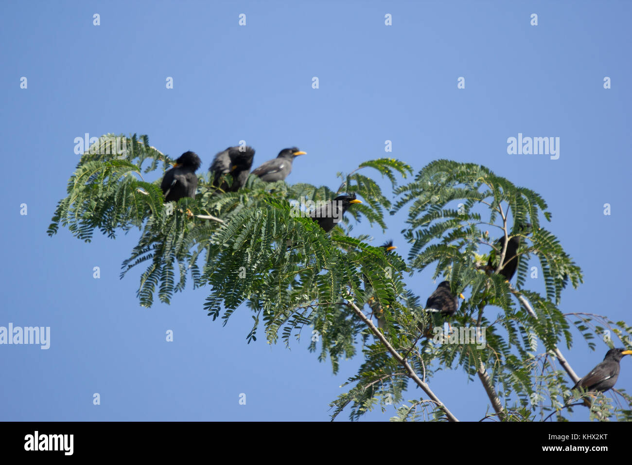 Two Common Myna bird on big tree Stock Photo - Alamy