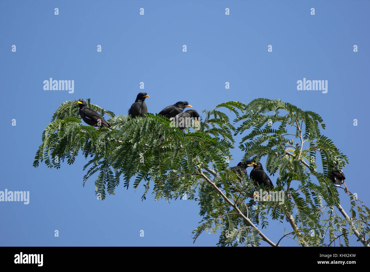 Two Common Myna bird on big tree Stock Photo - Alamy