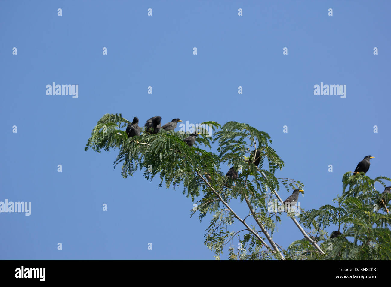 Two Common Myna bird on big tree Stock Photo - Alamy