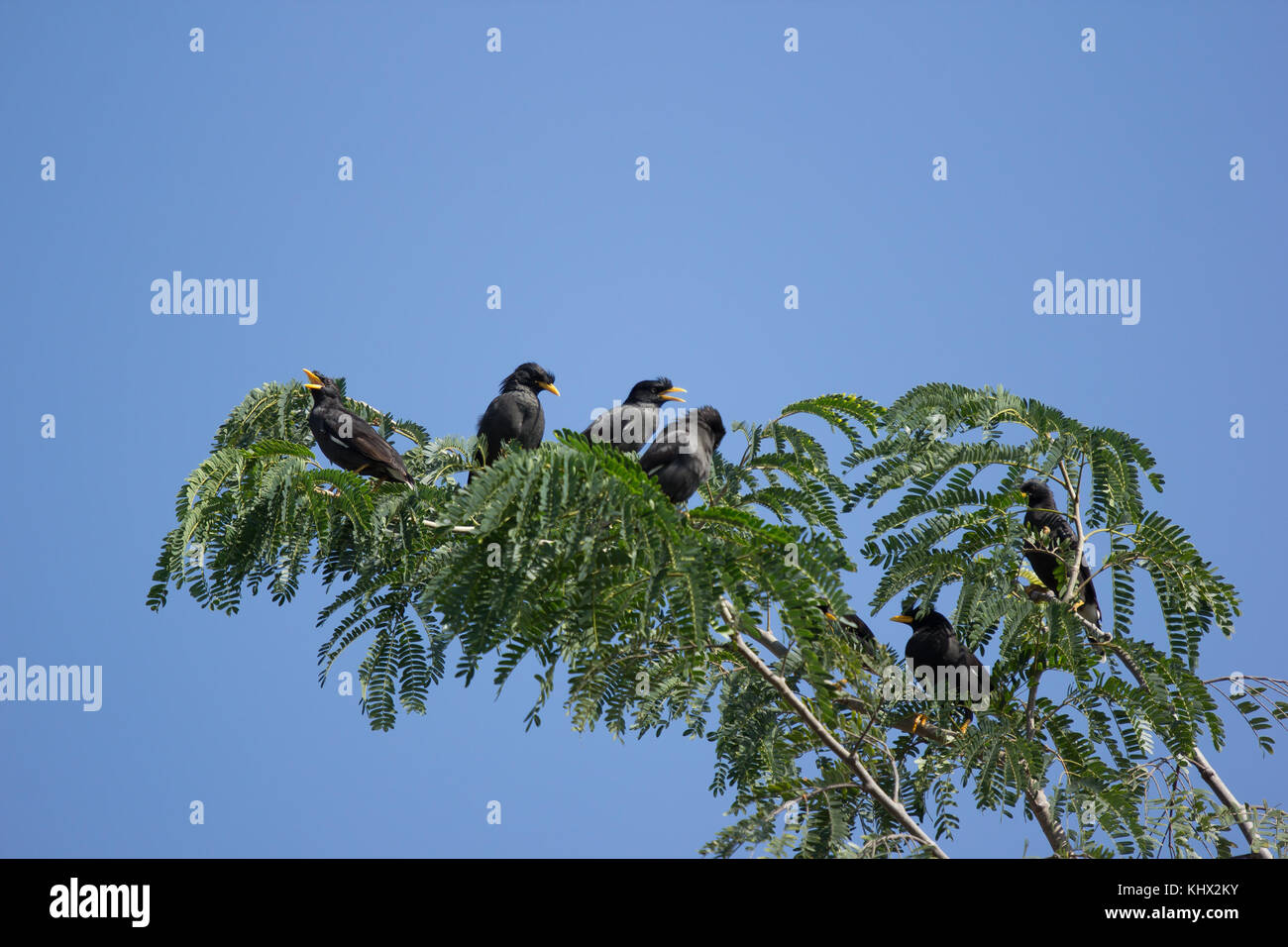 Two Common Myna bird on big tree Stock Photo - Alamy