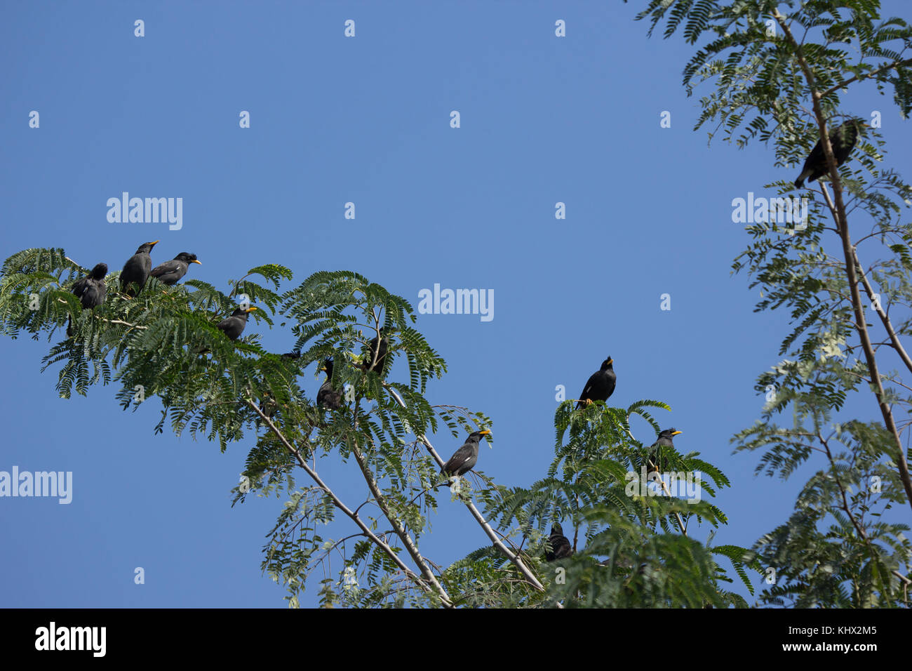 Two Common Myna bird on big tree Stock Photo - Alamy