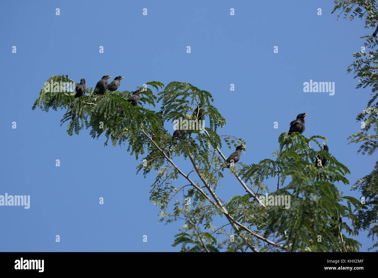 Two Common Myna bird on big tree Stock Photo - Alamy