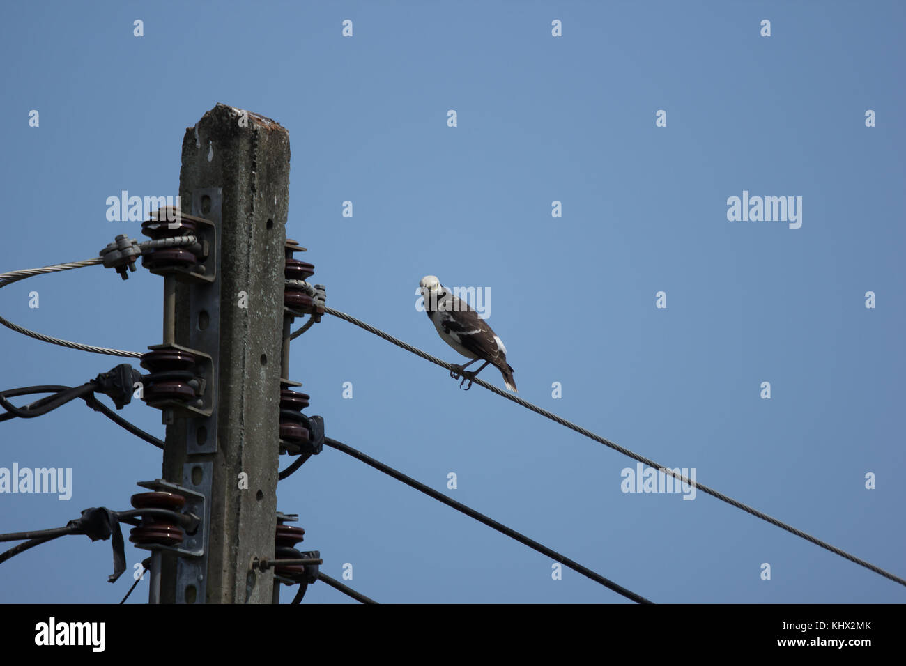 Black collared Starling bird on electricity line Stock Photo - Alamy