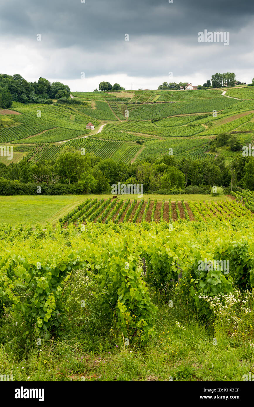 Vineyard aroun the Chateau Chalon, France Stock Photo - Alamy