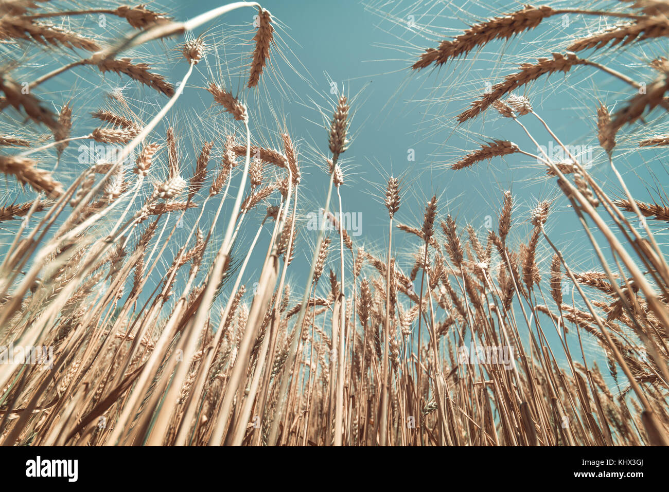 yellow wheat in field Stock Photo - Alamy