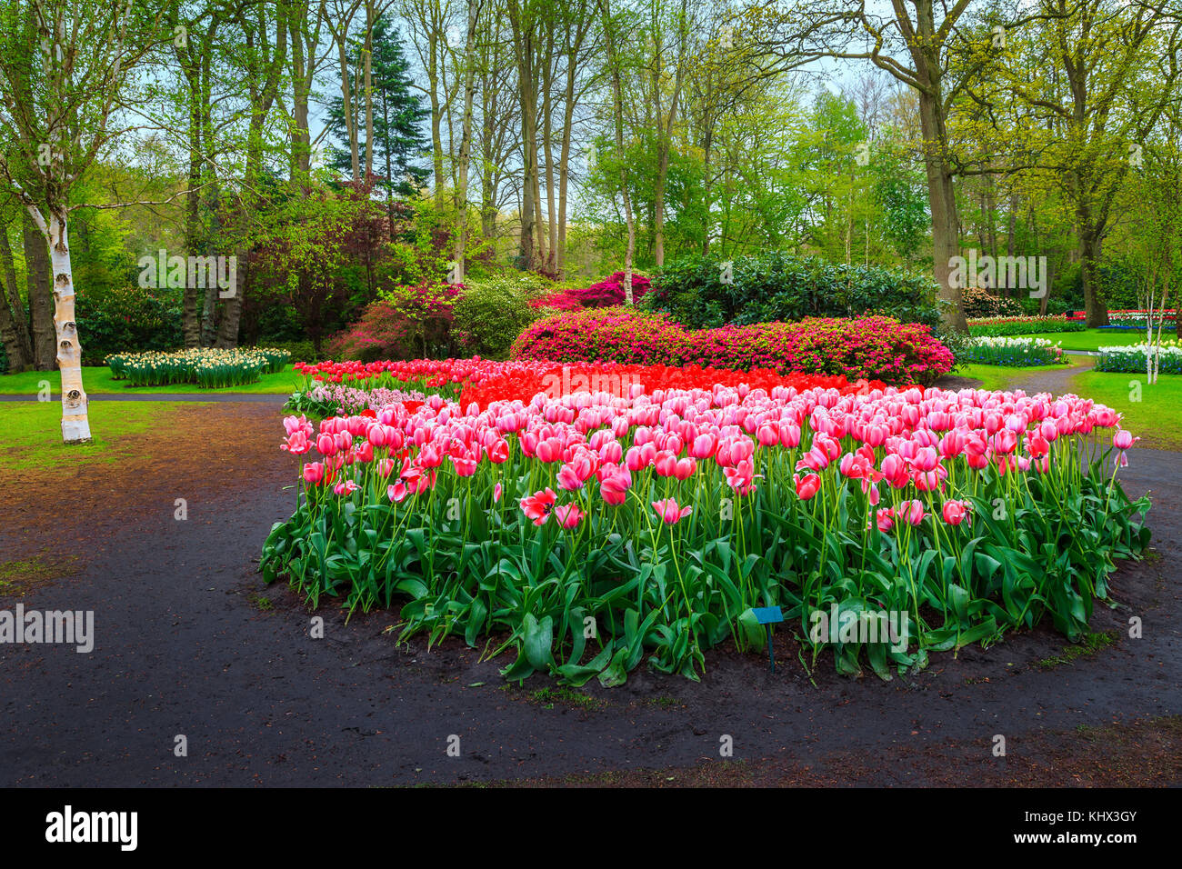 Beautiful spring landscape with fresh tulips, spring flowers and ...