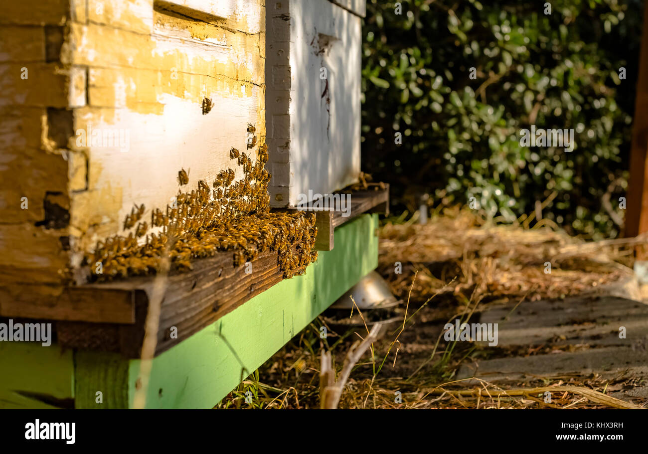 Bees everywhere and in golden light. Bee hives, Bees return to the ...