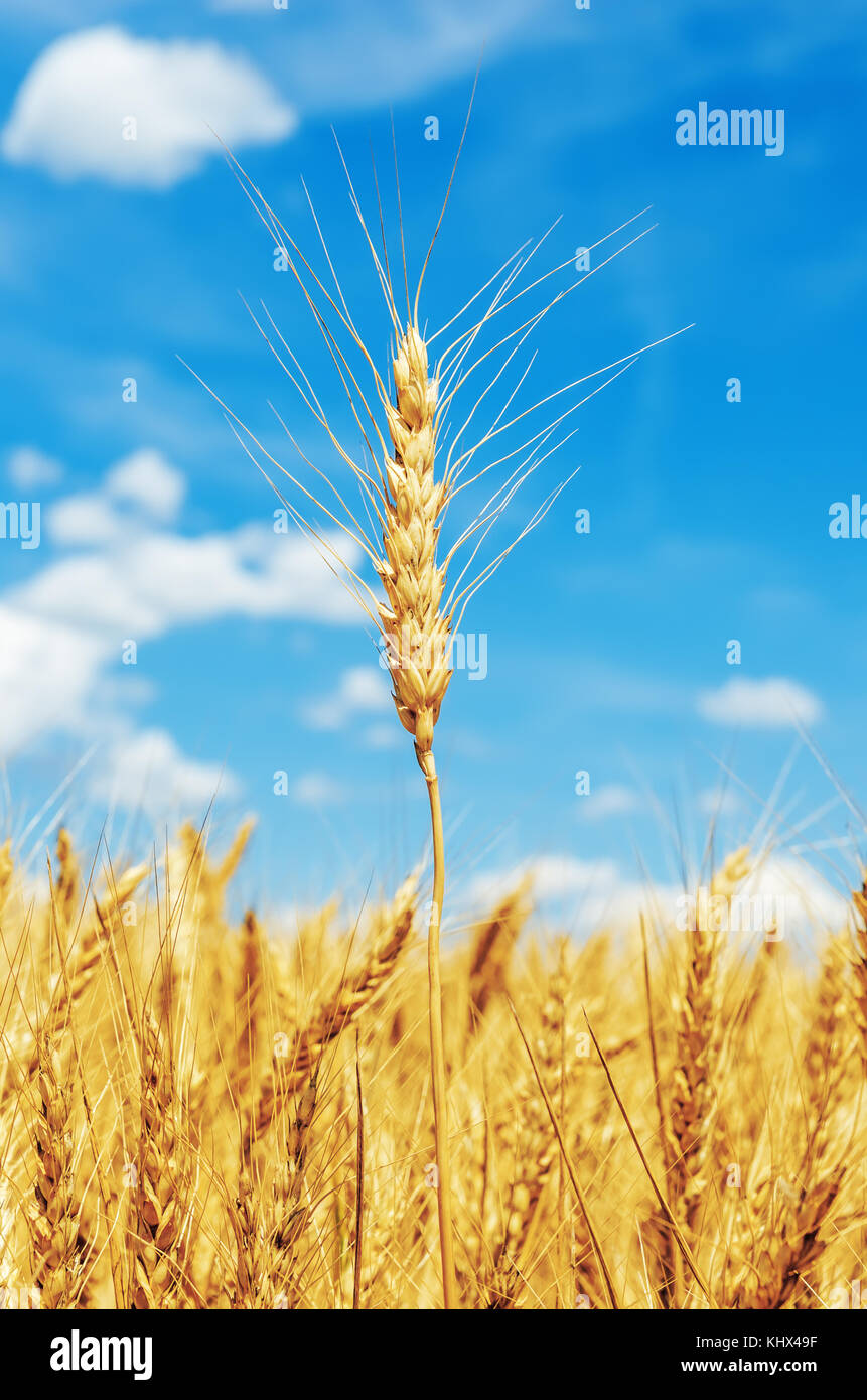 golden color wheat ear over field Stock Photo - Alamy