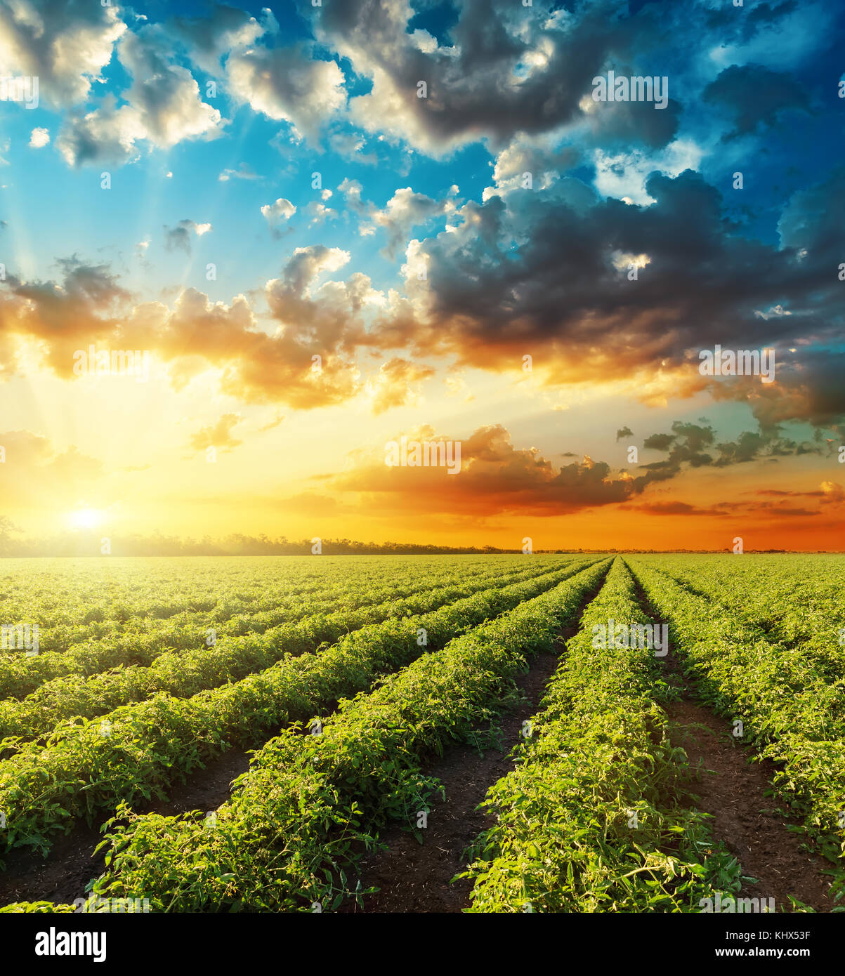 bright orange sunset in dramatic sky over green field with tomatoes ...