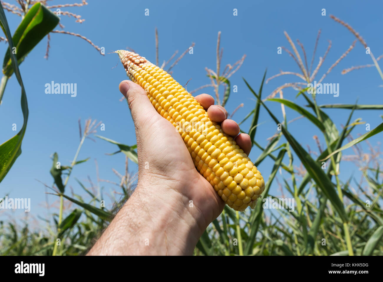 golden maize corn in hand over field Stock Photo - Alamy