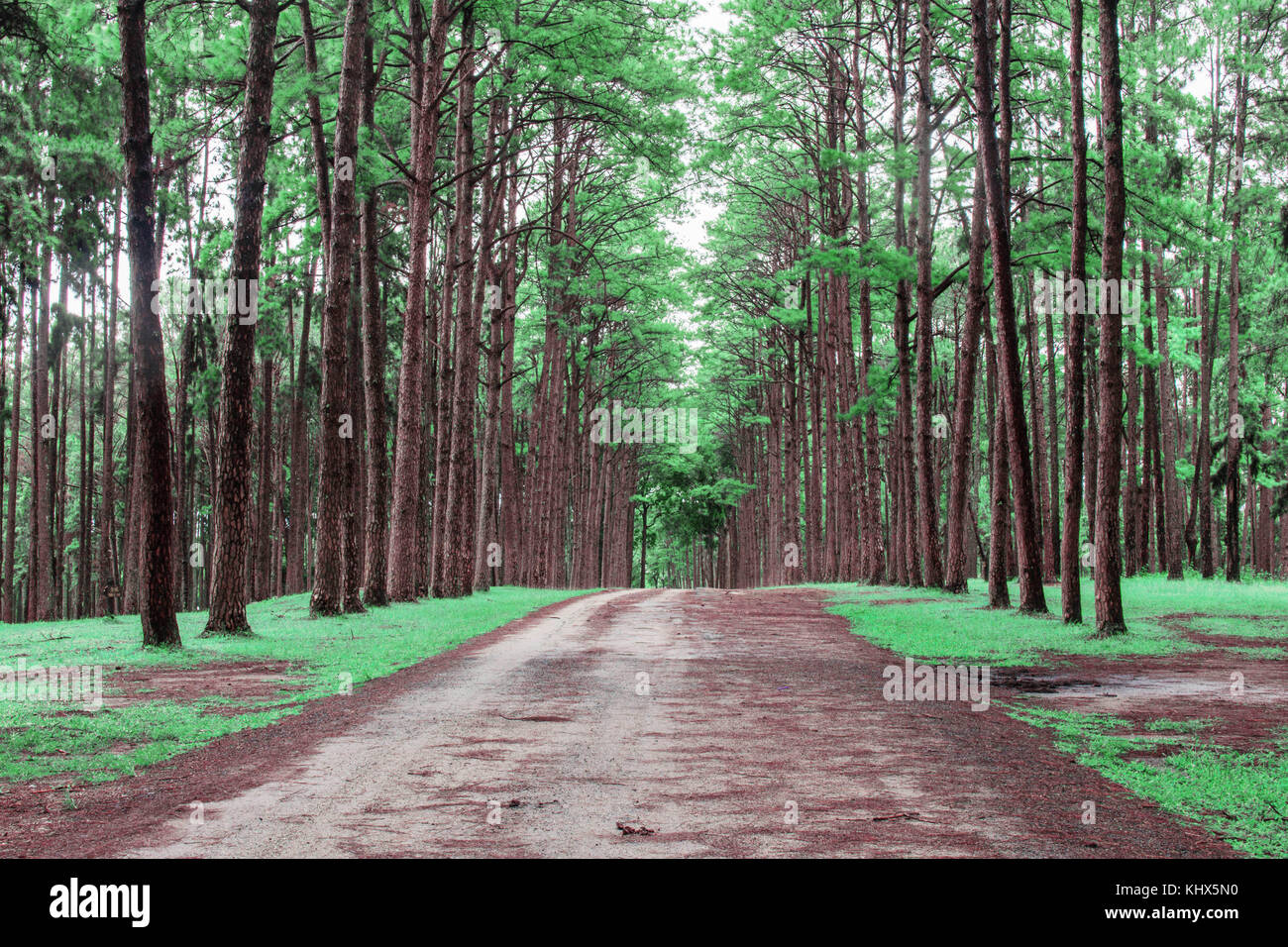 Pine trees and roads with the beauty of nature Stock Photo - Alamy