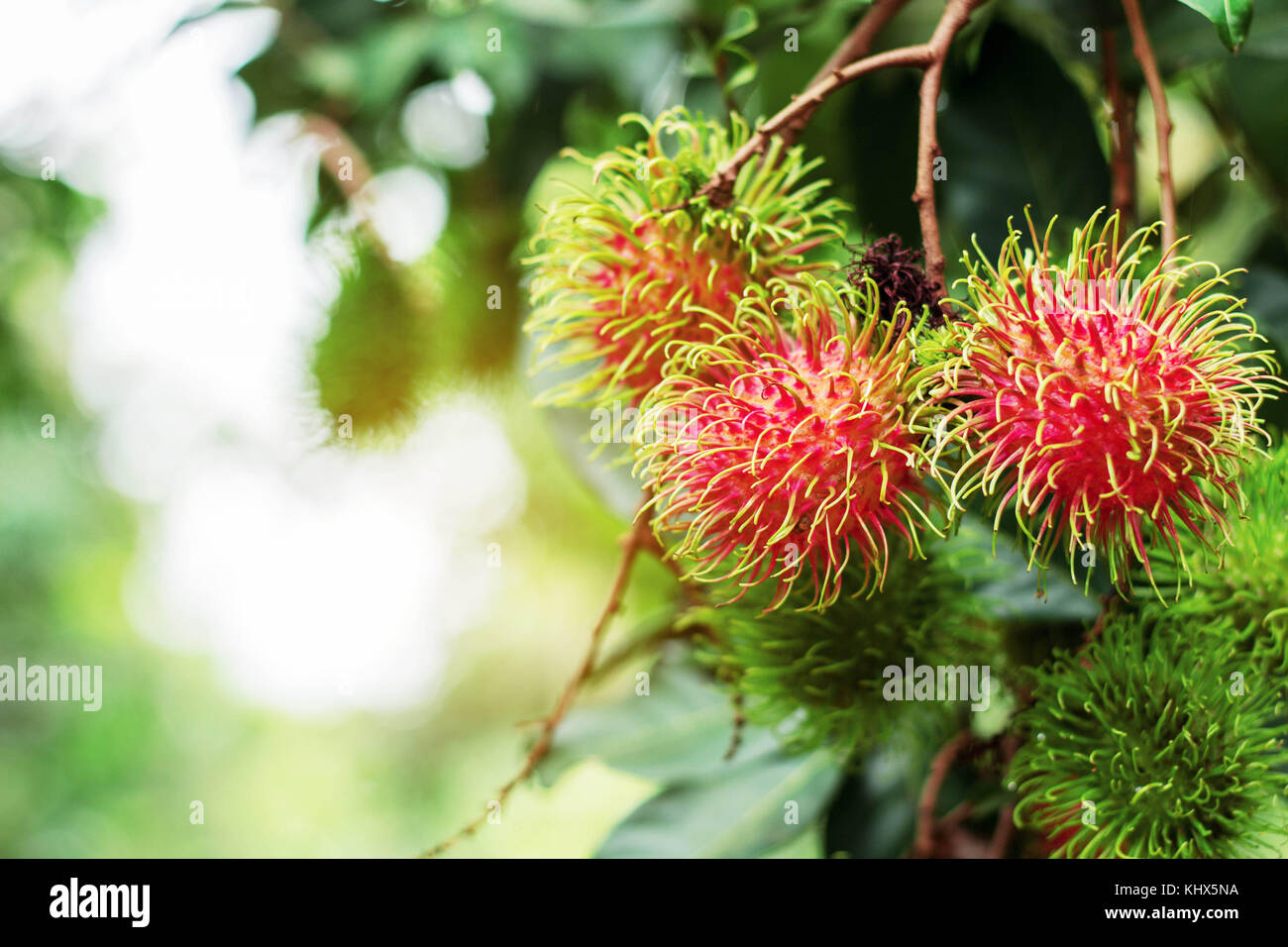 Red rambutan on top with sun shines Stock Photo - Alamy