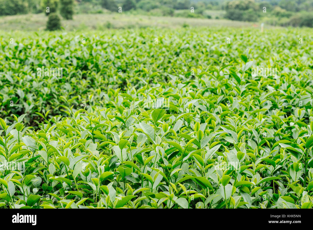 tea leaves grow on the farm Stock Photo - Alamy